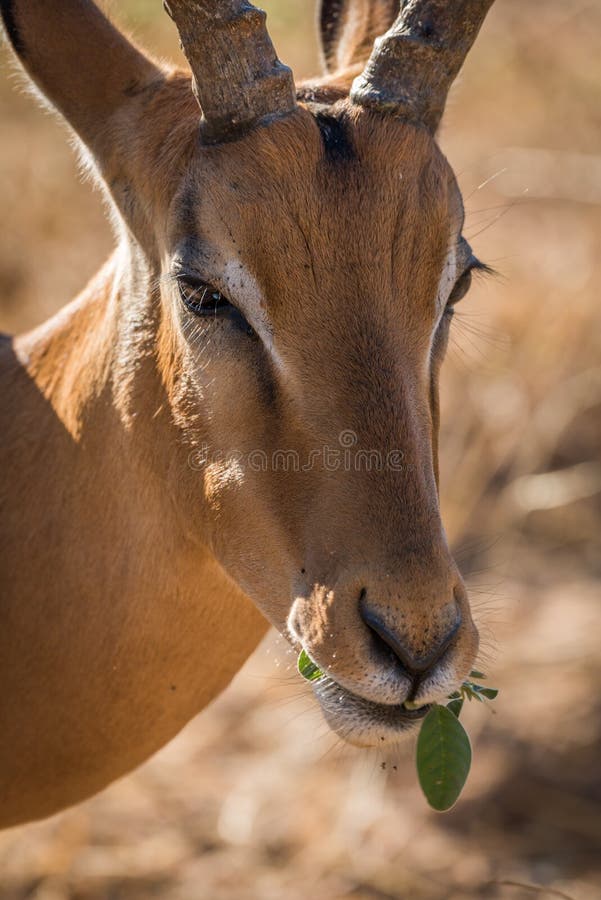 Close-up of Male Impala Head while Eating Stock Image - Image of ...