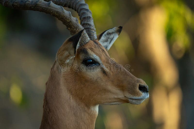 Close-up of Male Impala Head in Profile Stock Photo - Image of africa ...
