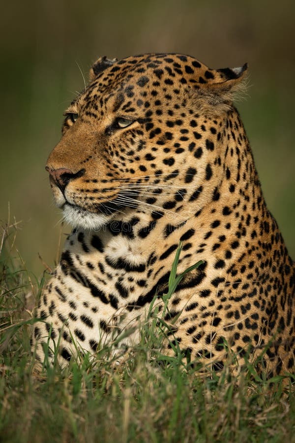 7,671 Leopard Head Photos - Free & Royalty-Free Stock Photos from ...