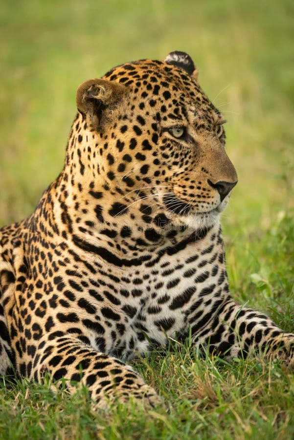7,671 Leopard Head Photos - Free & Royalty-Free Stock Photos from ...
