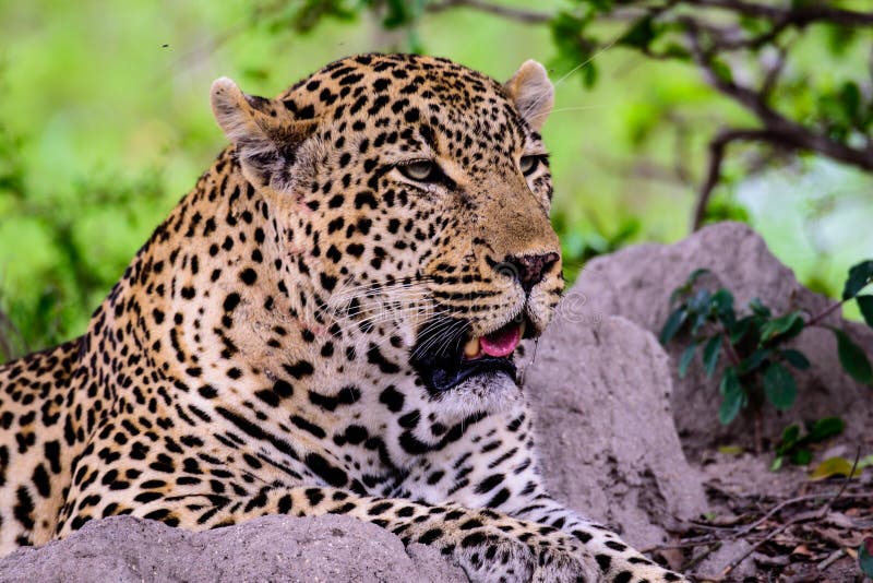 Close up of a male Leopard stock photo. Image of leopard - 71446208