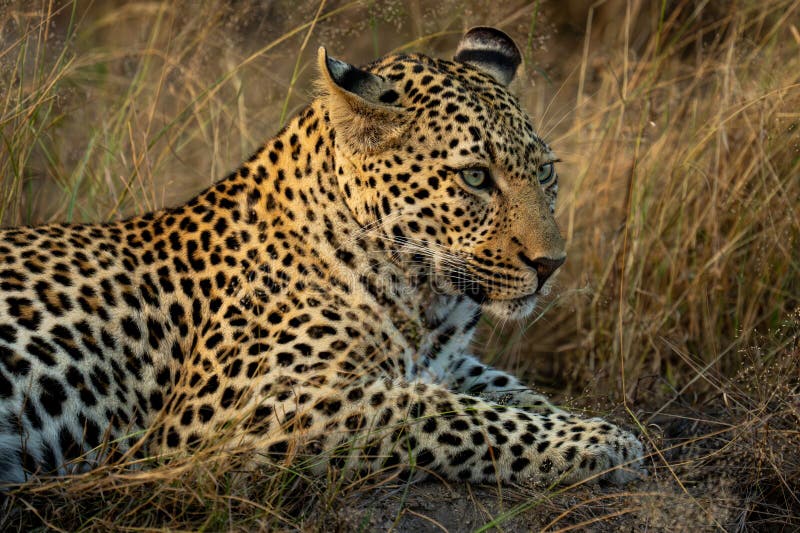 Close-up of Male Leopard Lying Looking Ahead Stock Image - Image of ...