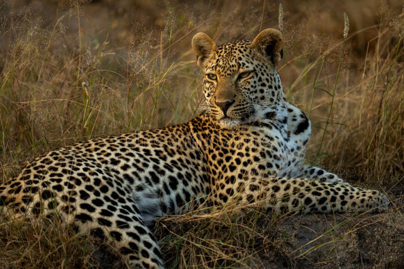 Close-up of Male Leopard Lying Looking Round Stock Image - Image of ...