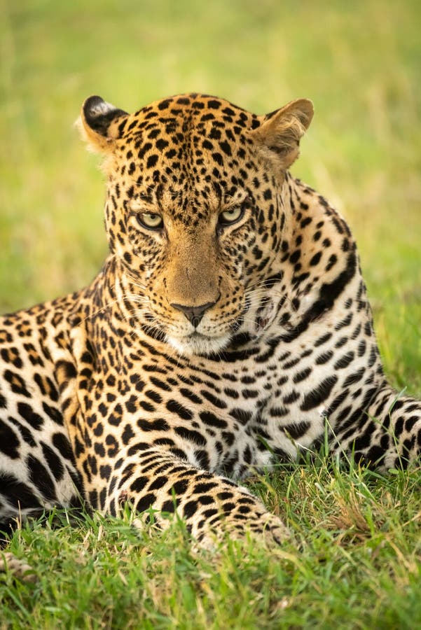 Close-up of Male Leopard Lying Staring Down Stock Photo - Image of ...