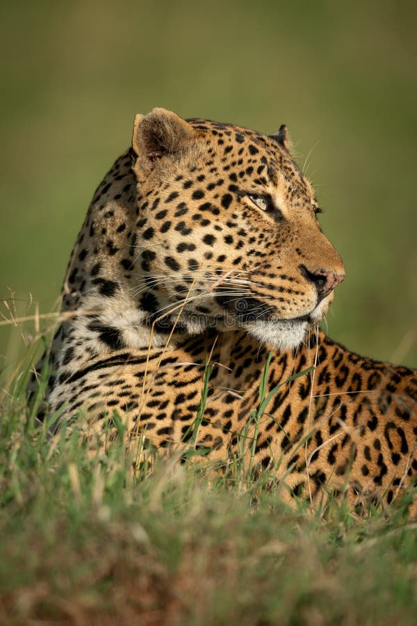 Leopard Face Turning Stock Photos - Free & Royalty-Free Stock Photos ...
