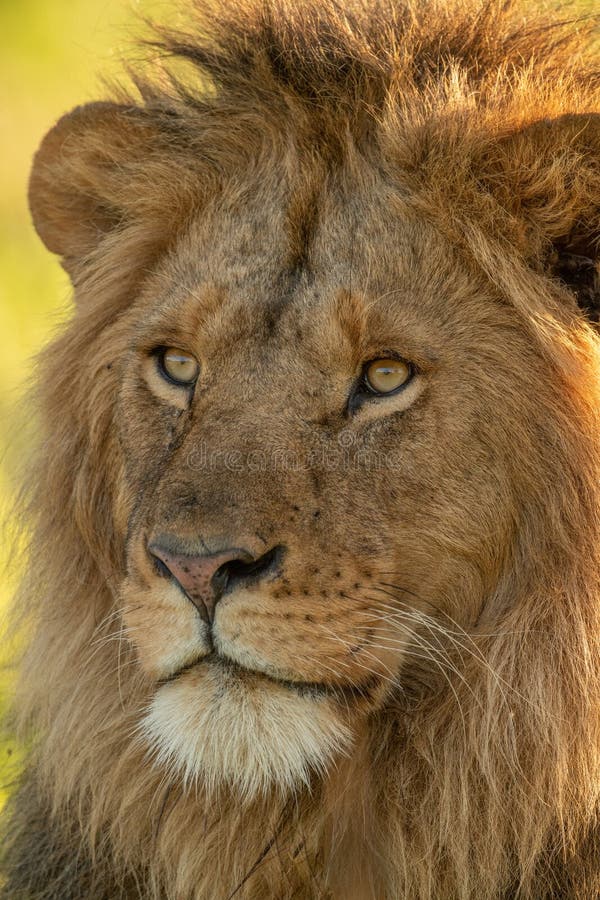 Close-up of Male Lion Face Turned Left Stock Photo - Image of drive ...