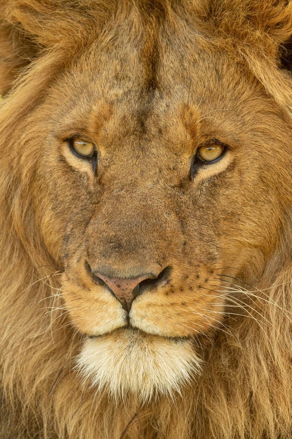 Close-up of Male Lion Face Turning Left Stock Photo - Image of ...