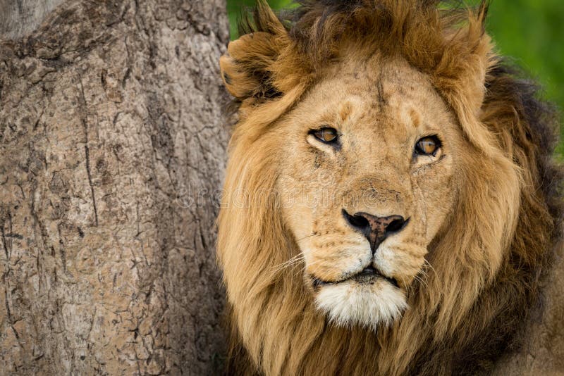 Close-up of Male Lion Head beside Tree Stock Image - Image of mammal ...