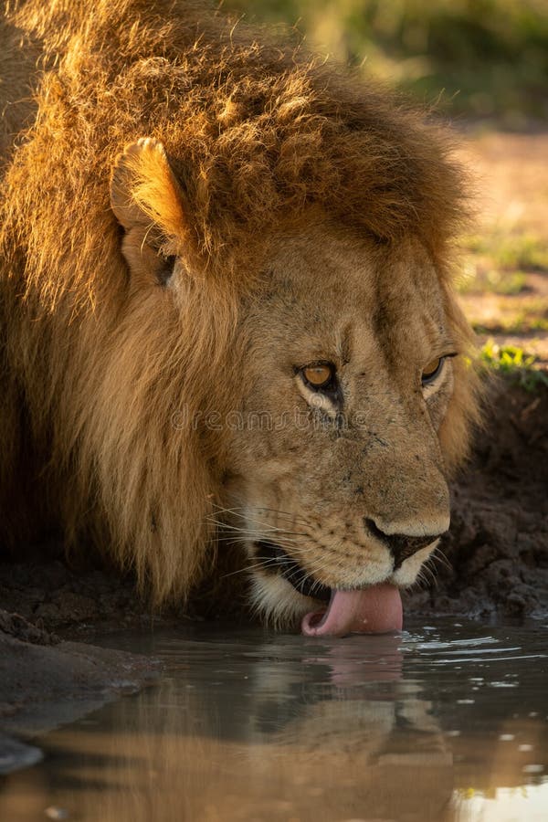 Close-up of Male Lion Lapping Up Water Stock Image - Image of savanna ...