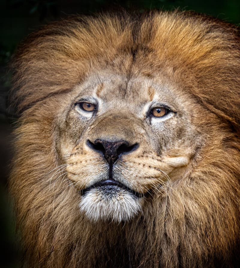 Close Up of Male Lion Looking at Camera Stock Image - Image of wildlife ...
