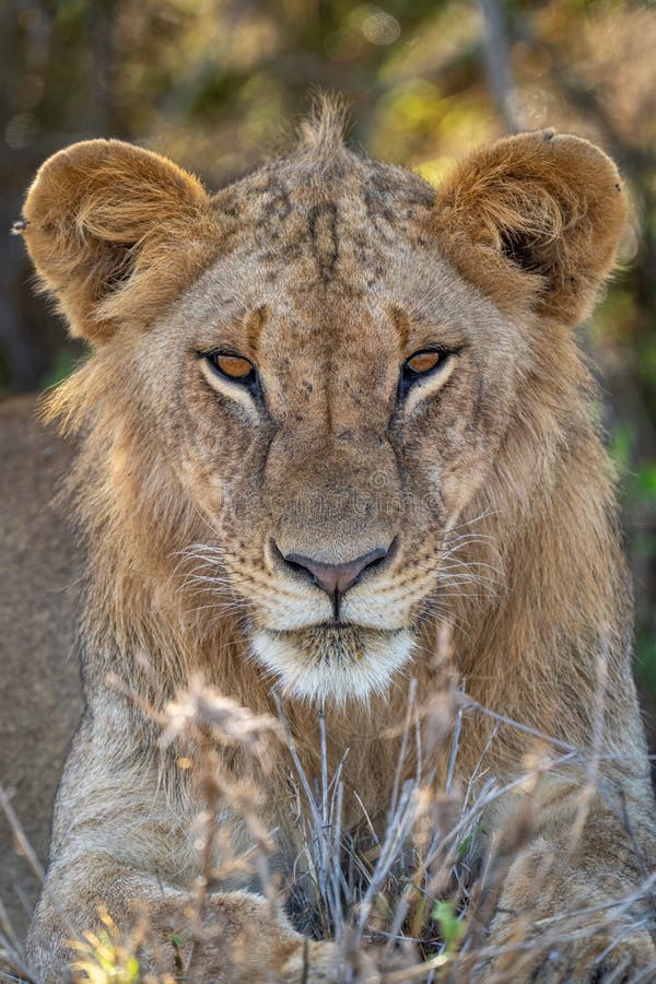 Close-up of Male Lion Lying in Bushes Stock Photo - Image of felid ...