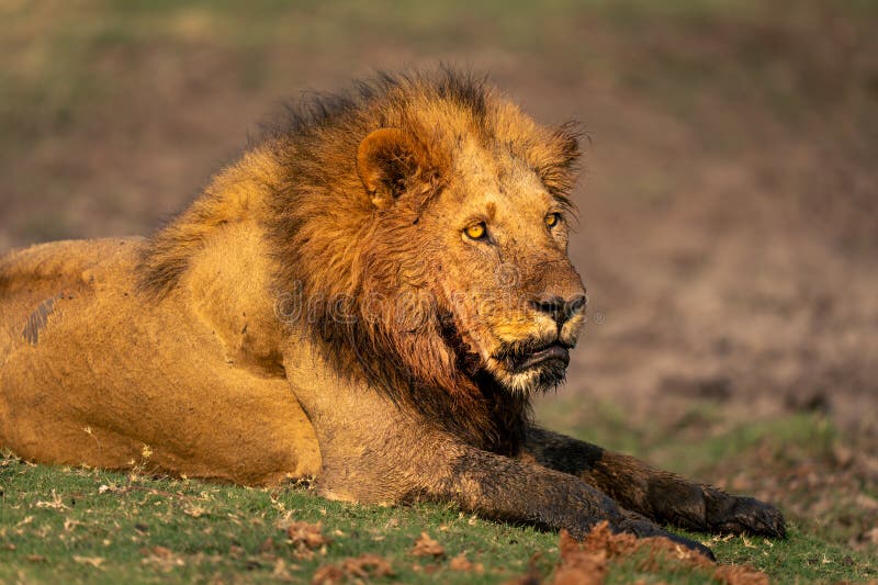 Close-up of Male Lion Lying on Floodplain Stock Image - Image of ...