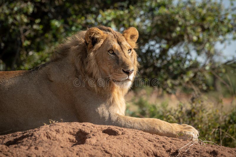 Close-up of Male Lion Lying Near Trees Stock Image - Image of savannah ...