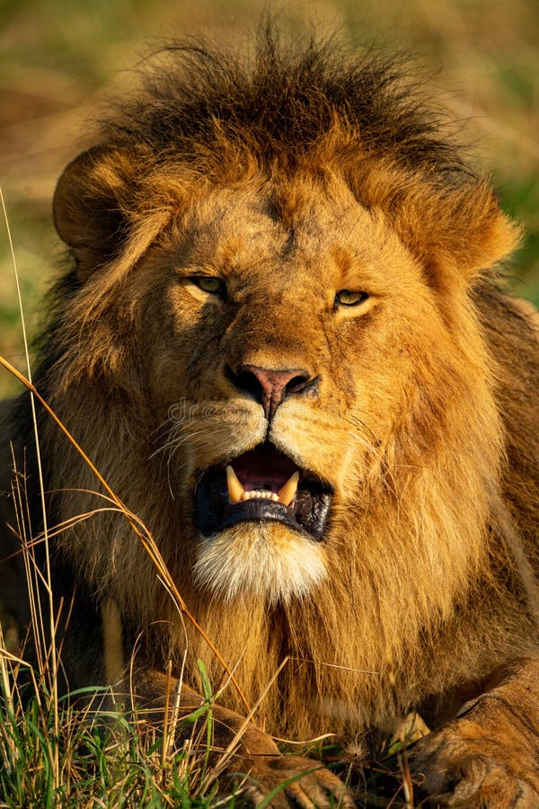 Close-up of Male Lion Lying Watching Camera Stock Photo - Image of ...