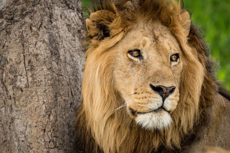 Close-up of Male Lion Near Scratched Tree Stock Photo - Image of trees ...