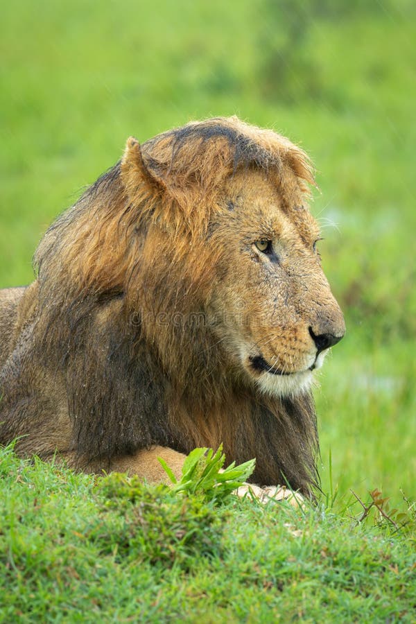 Close-up of Male Lion Prone in Grass Stock Photo - Image of plain ...