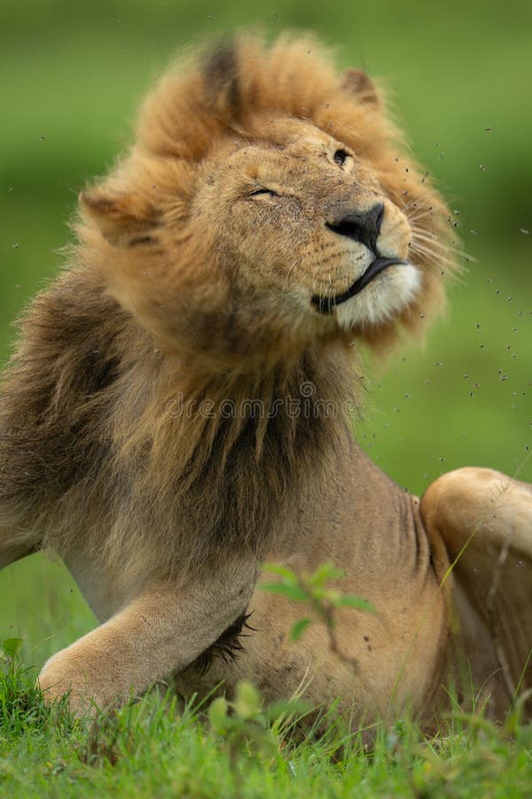 Close-up of Male Lion Sitting Shaking Head Stock Photo - Image of camp, kicheche: 335598508