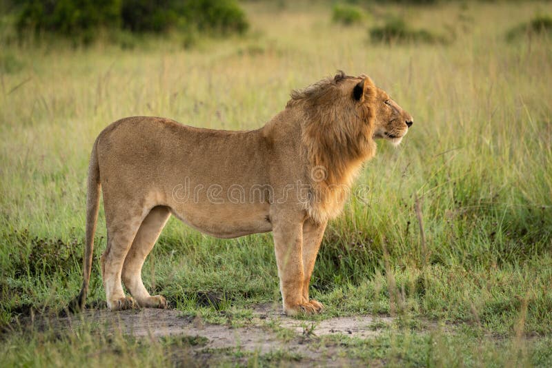 Profile Of Standing Male Lion Stock Photo - Image of animal, wild ...