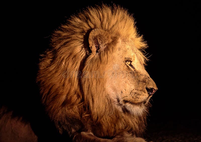 Close Up of a Male Lion T Night Stock Photo - Image of wildlife, dark ...