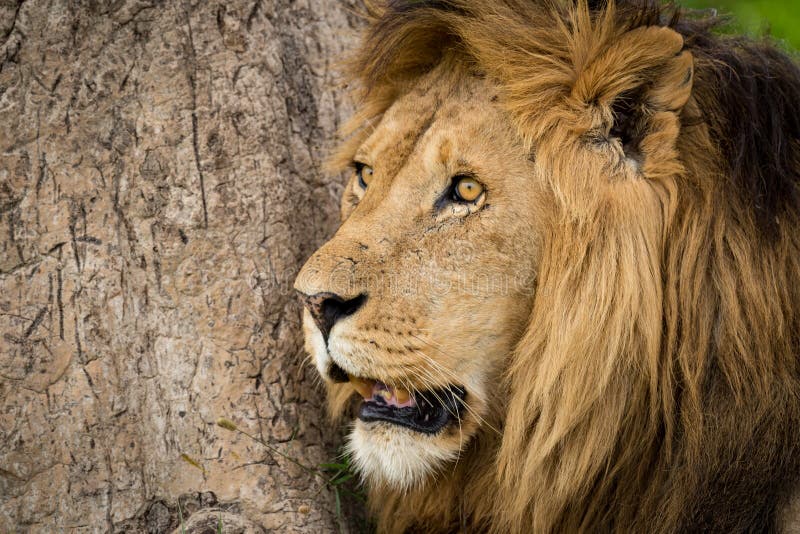 Lion in tree stock image. Image of outside, carnivore - 1379431