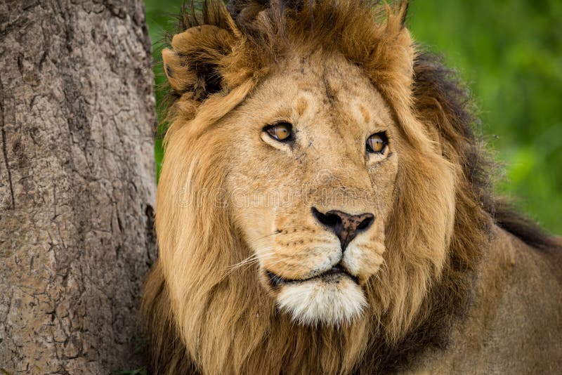 Close-up of Male Lion Turning Head Right Stock Image - Image of african ...