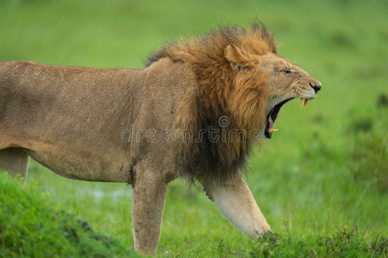 Close-up of Male Lion Walking and Yawning Stock Image - Image of action ...