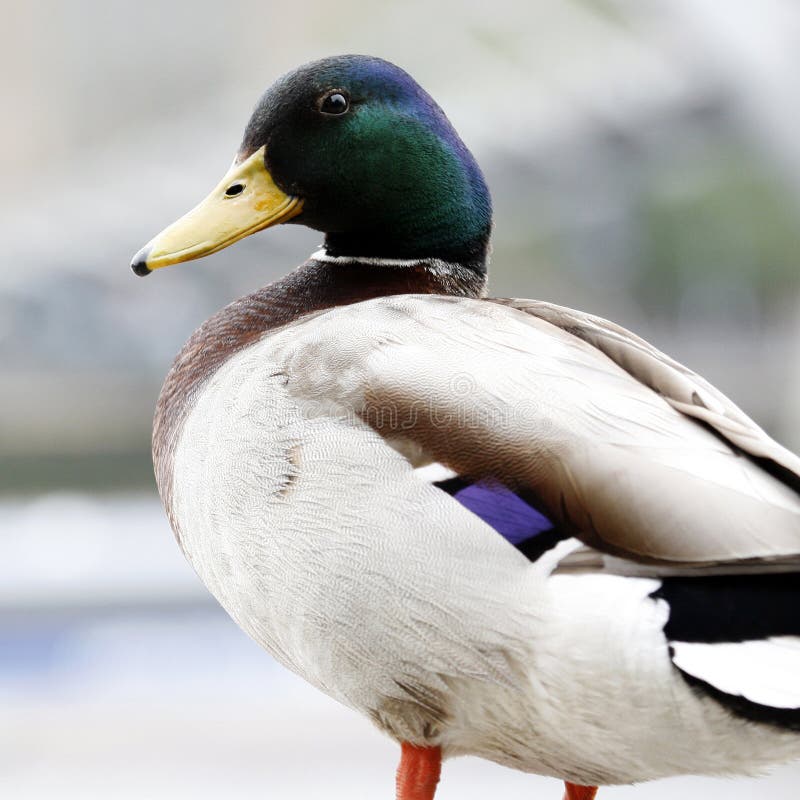 Mallard Duck close-up stock image. Image of duck, animal - 1590213