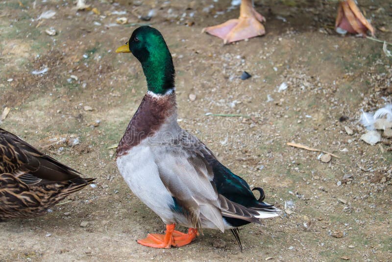 Close Up of a Male Mallard Duck on a Path Stock Photo - Image of ...