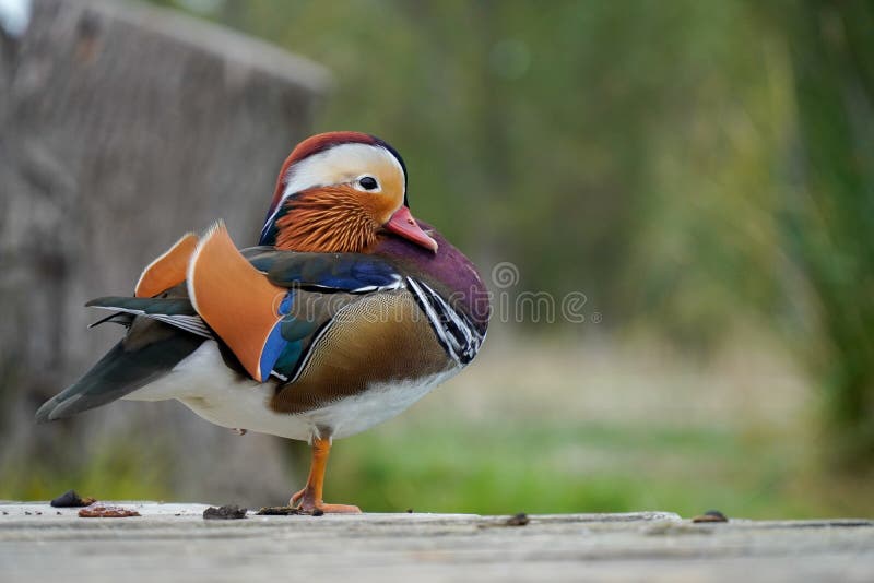 Close Up of Male Mandarin Duck Looking at Water Stock Image - Image of ...