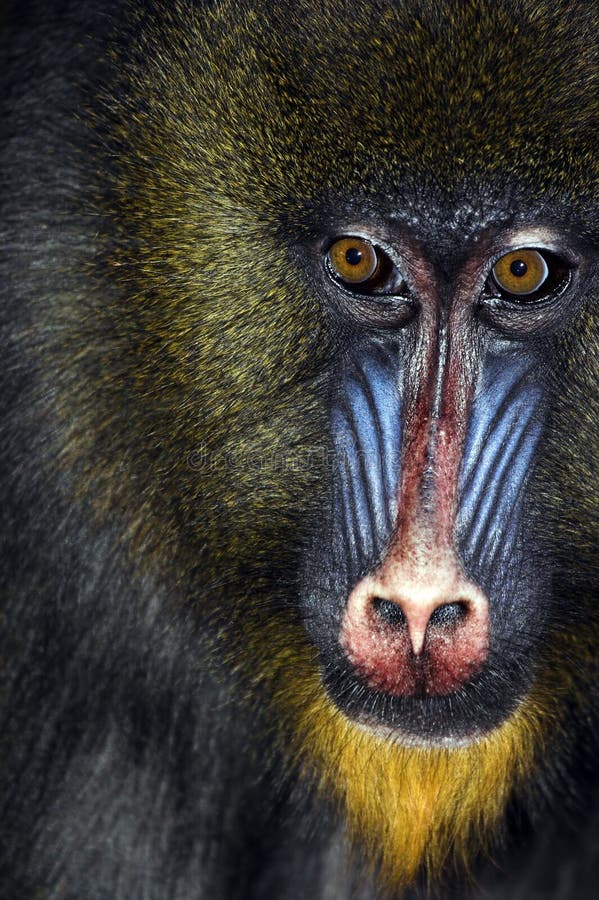 Close up of male Mandrill stock image. Image of whiskers - 1418971