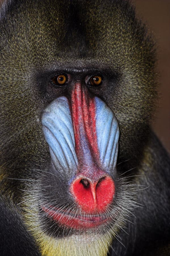 Close up of male Mandrill stock photo. Image of africa - 1418984