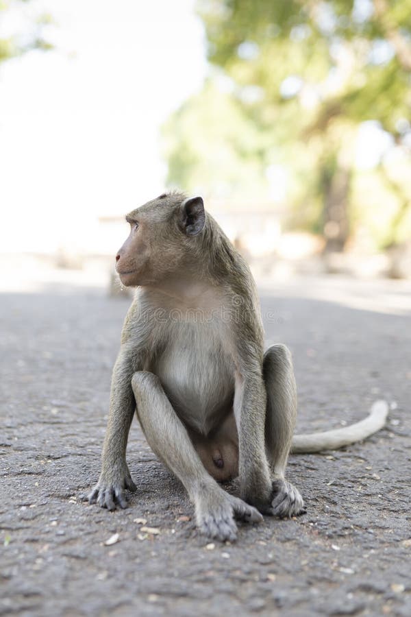 Monkey in Waiting for Some Food Stock Image - Image of close, mammal ...