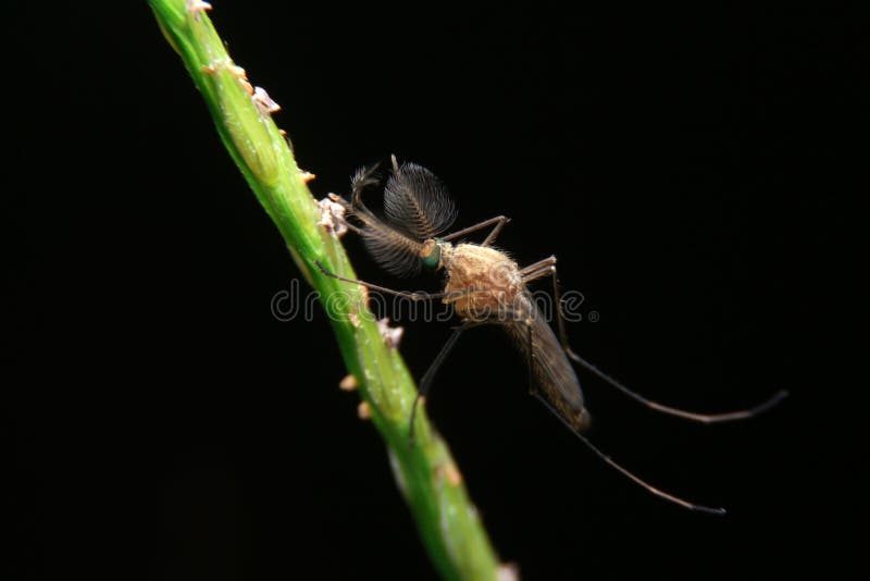 Close-up Male Mosquito on Green Leaf, Night Time Stock Photo - Image of ...