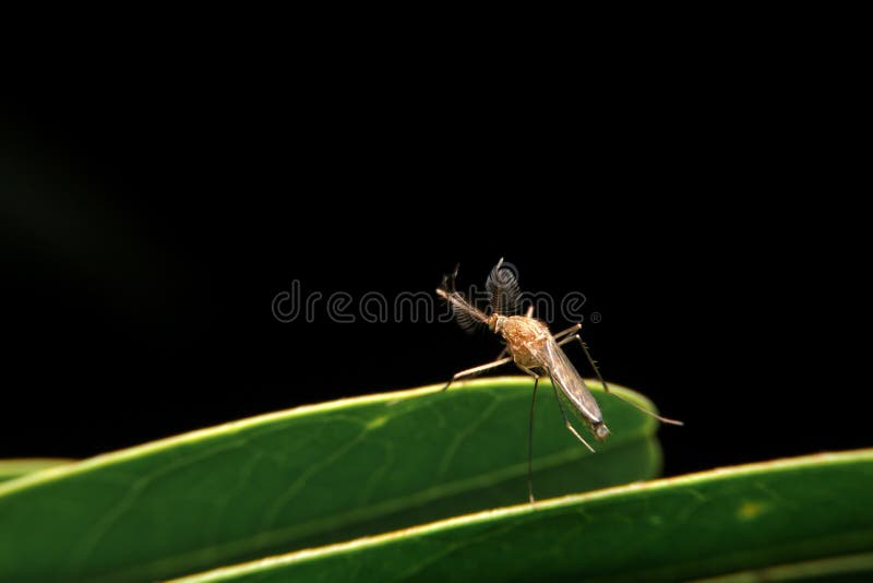 Close-up Male Mosquito on Green Leaf, Night Time Stock Image - Image of ...