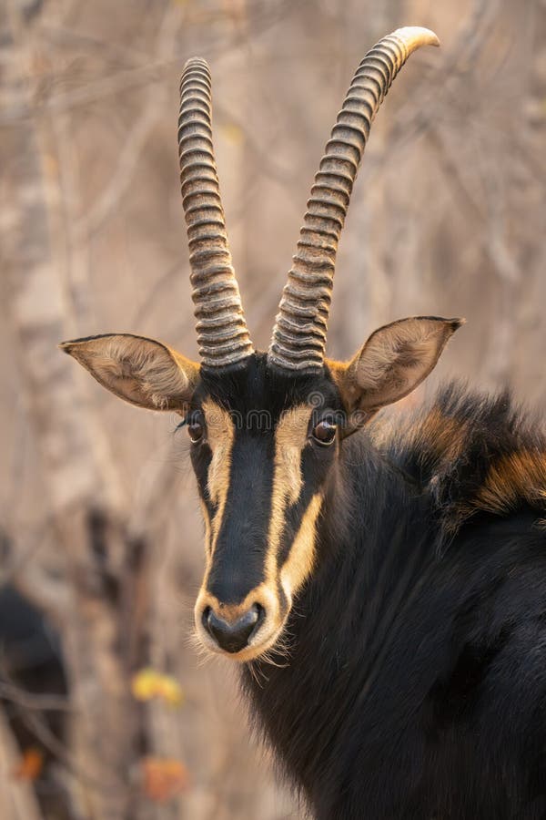 Close-up of Male Sable Antelope Watching Camera Stock Photo - Image of ...