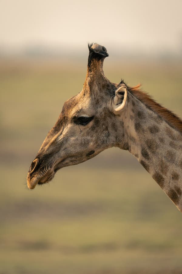 Close-up of Male Southern Giraffe Looking Down Stock Image - Image of pair, vertical: 284690659