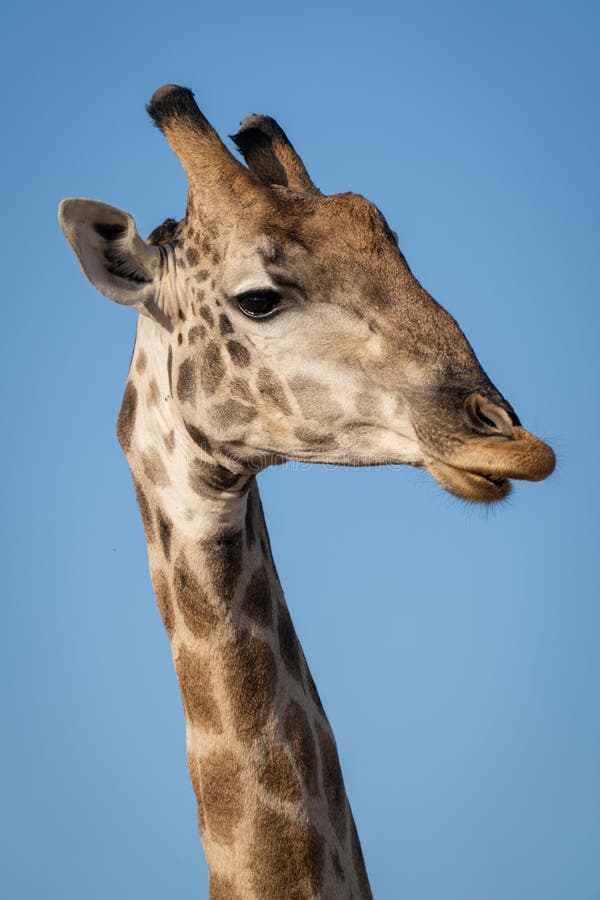 Close-up of Male Southern Giraffe Neck and Head Stock Image - Image of ...
