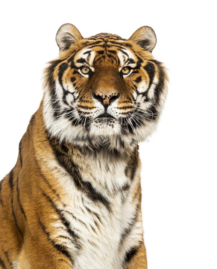 156 Tiger Facing Camera Stock Photos - Free & Royalty-Free Stock Photos ...