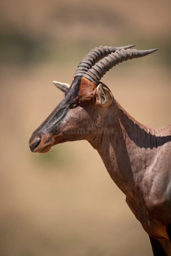Male Topi Standing in Savannah on Mound Stock Photo - Image of kicheche ...