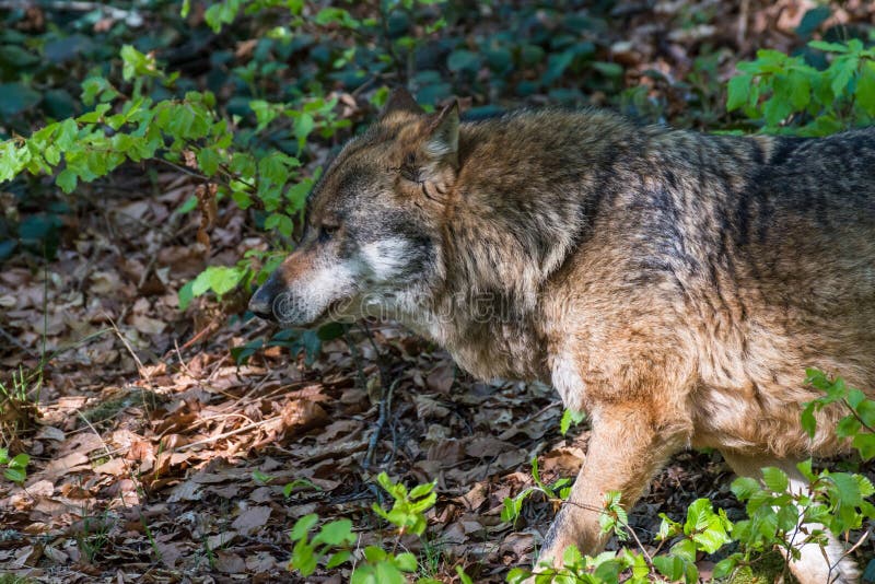 Close-up of a Male Wolf Urinating and Marking a Territory, Germany ...