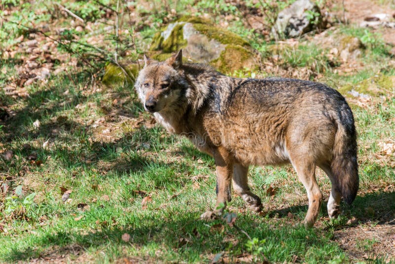 Close-up of a Male Wolf Urinating and Marking a Territory, Germany ...