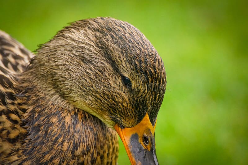 A Close Up of a Mallard Duck Stock Photo - Image of close, duck: 268578188