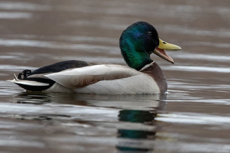 Close-up of Mallard Duck Drake with Visible Lamellae Stock Photo ...