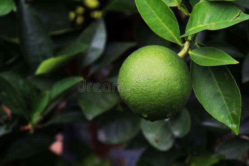 Close Up of Malta Fruit on a Malta Tree Stock Photo - Image of green ...