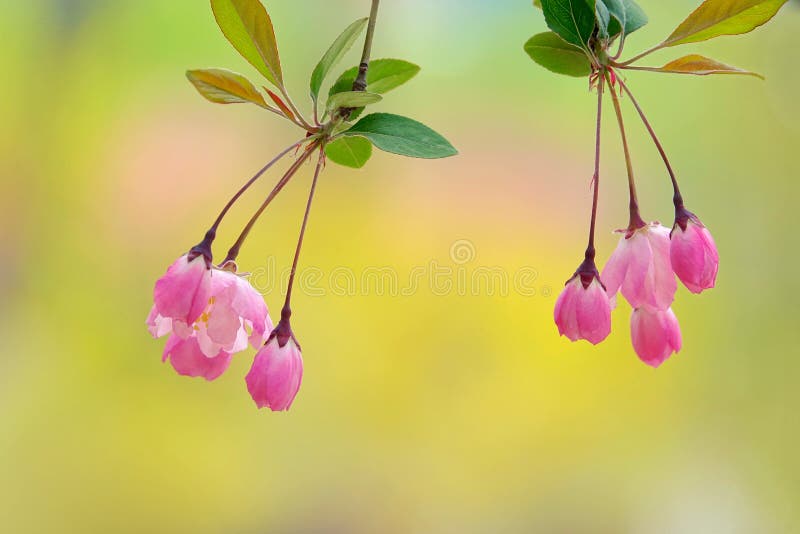 Malus micromalus buds stock photo. Image of branches - 113854042