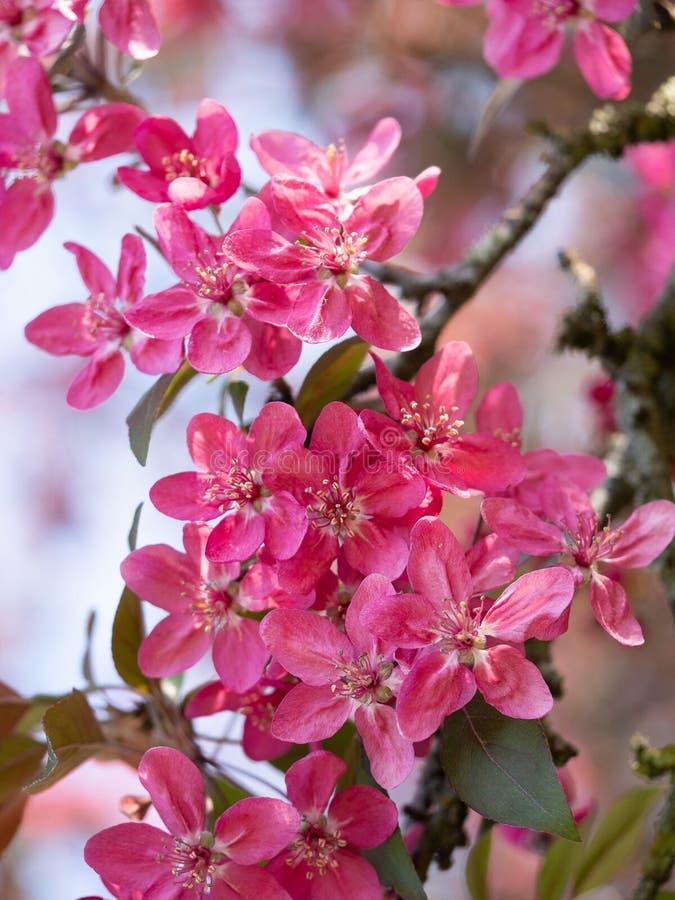 296 Malus Spectabilis Stock Photos - Free & Royalty-Free Stock Photos ...