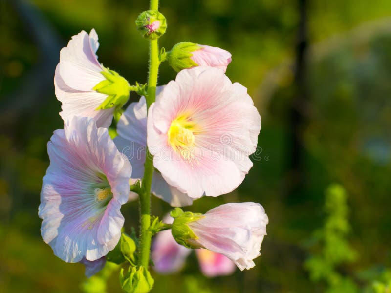 Close up malva flowers stock image. Image of outdoors - 33510497