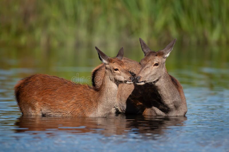 Close-up of a Mama Deer with Her Calf Standing in Water Stock Photo ...