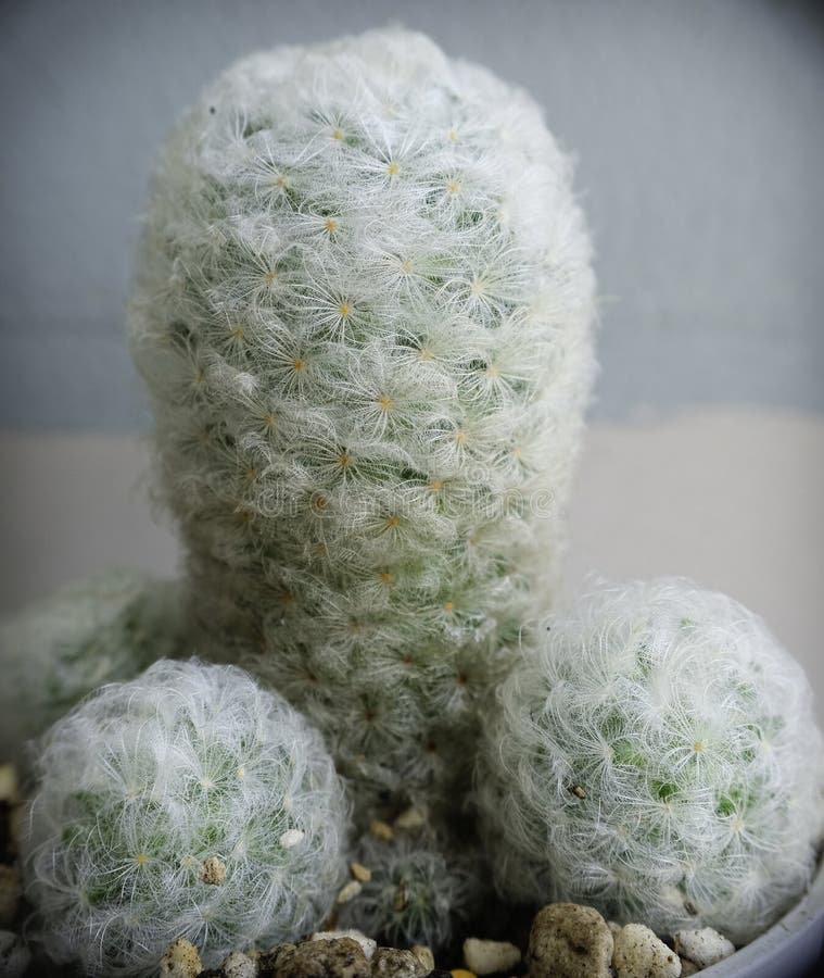 Close-up of Mammillaria Plumosa or or Feather Cactus Stock Photo ...