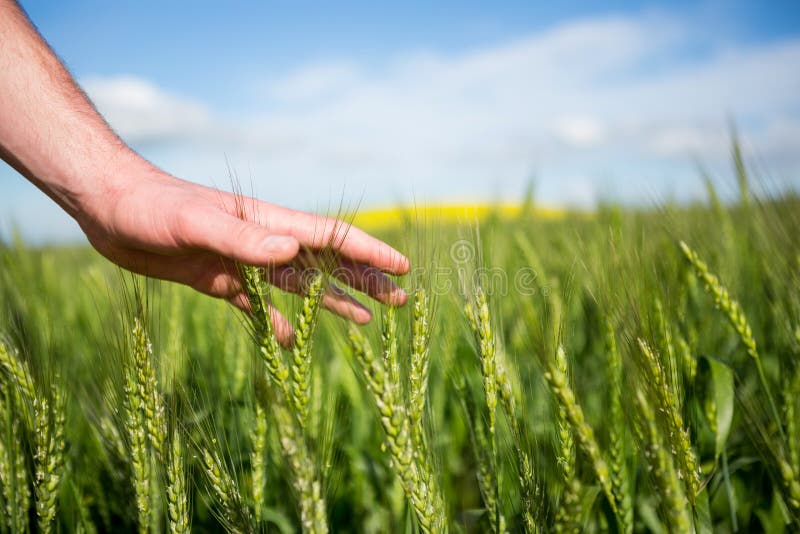 Hand Touching Crops In Field Stock Photo - Image of crop, spiritual ...